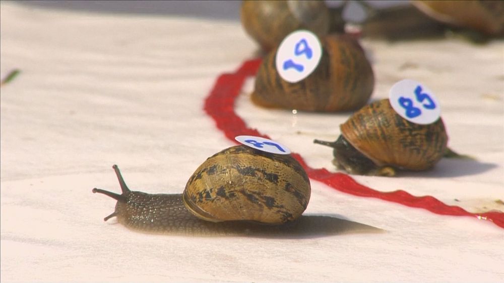 VIDEO : Ready, steady, slow — snails slug it out at racing world ...