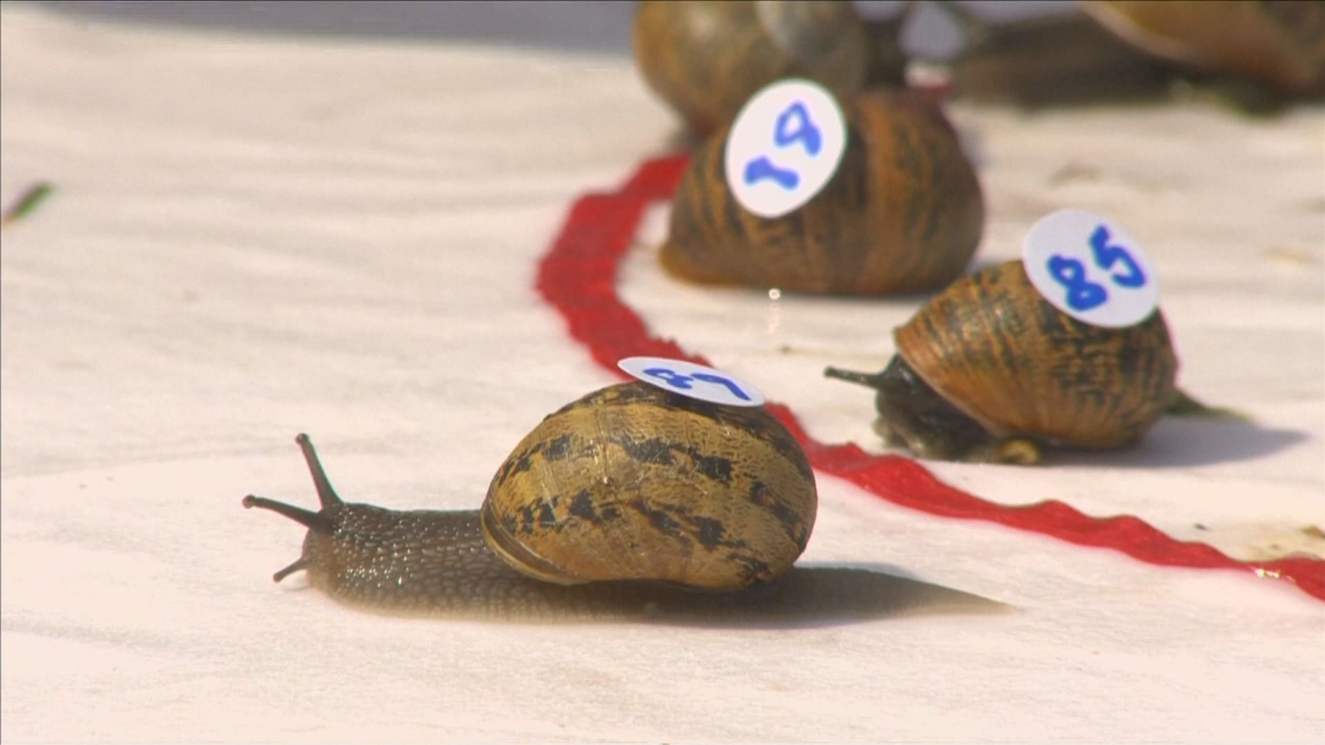 Video. Ready, steady, slow — snails slug it out at racing world ...