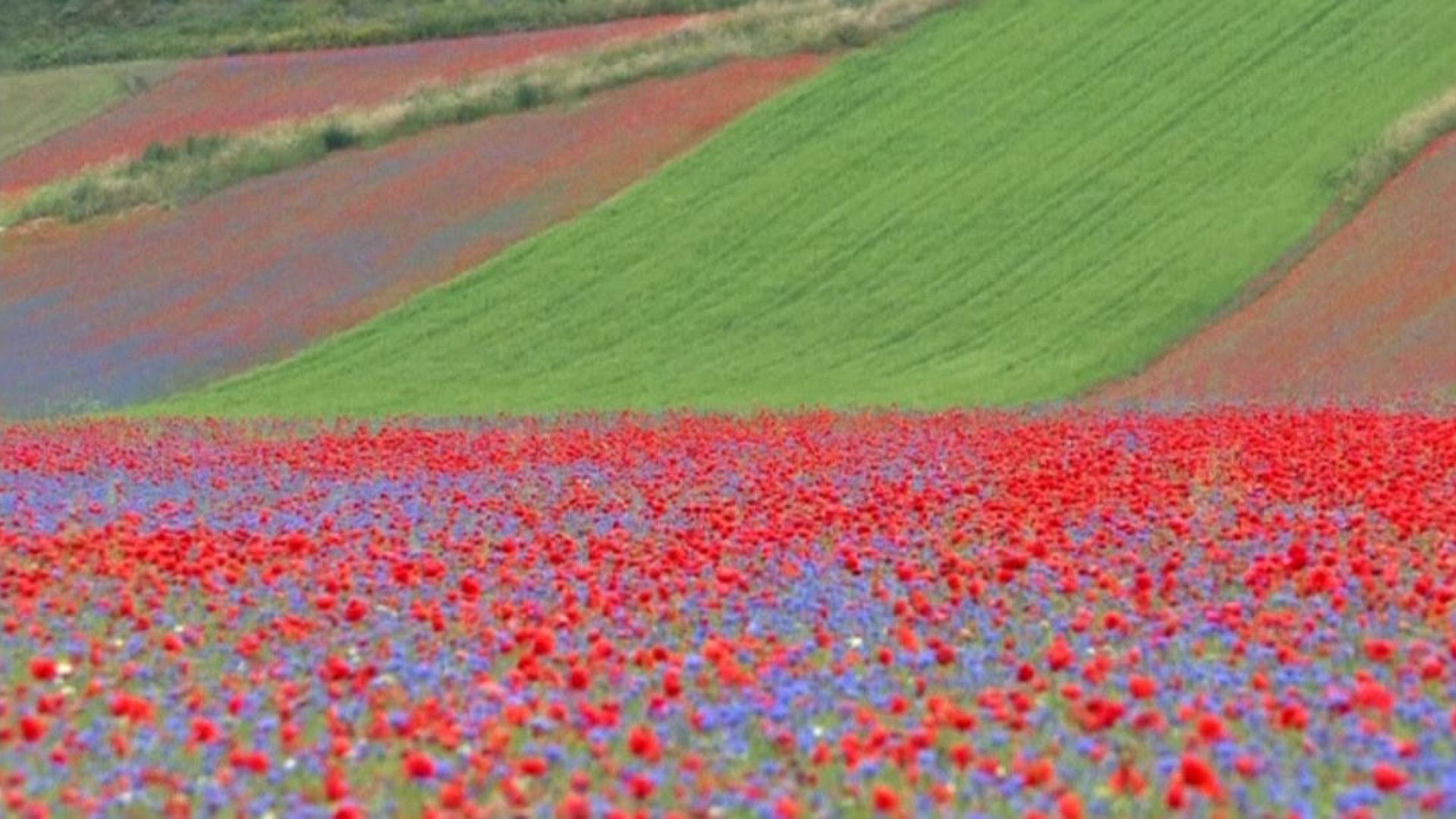Italian landscape stuns as thousands of flowers bloom | Euronews