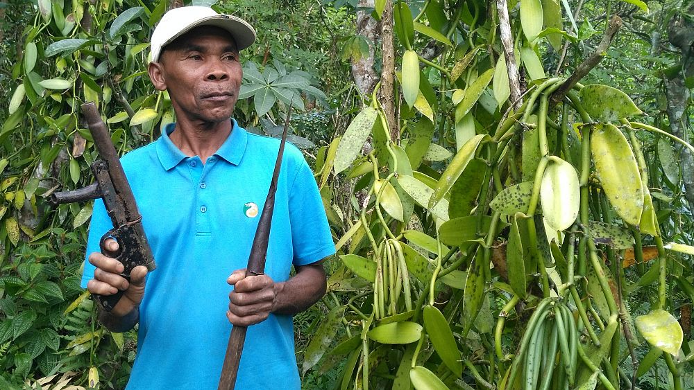 Soaring prices of vanilla affecting Madagascar farmers | Euronews
