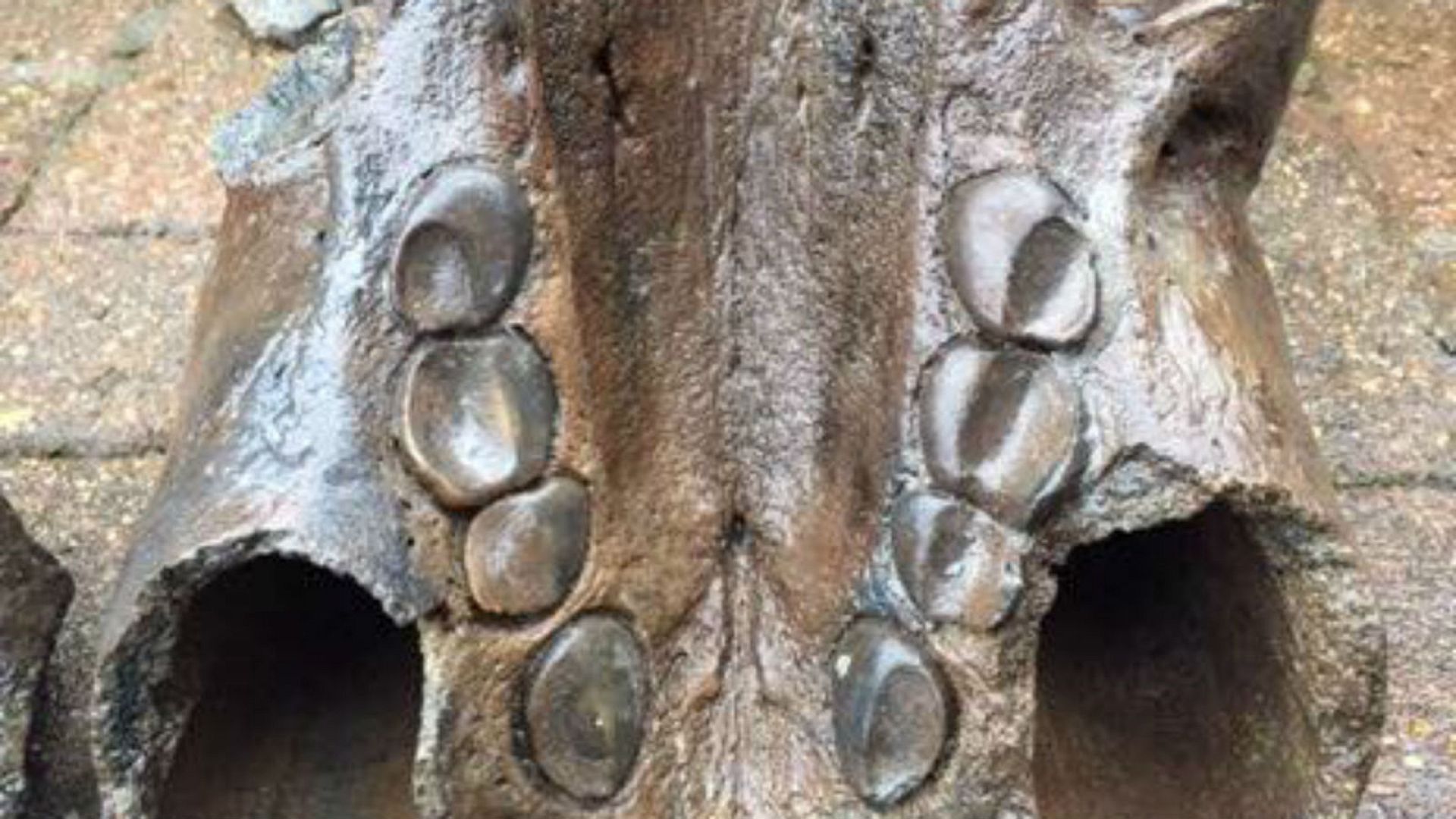 British man unearths rare Ice Age walrus skull on dog walk | Euronews