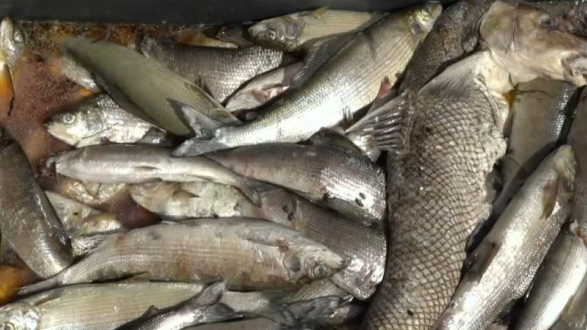 Heatwave: Thousands of dead fish pulled from the River Rhine | Euronews