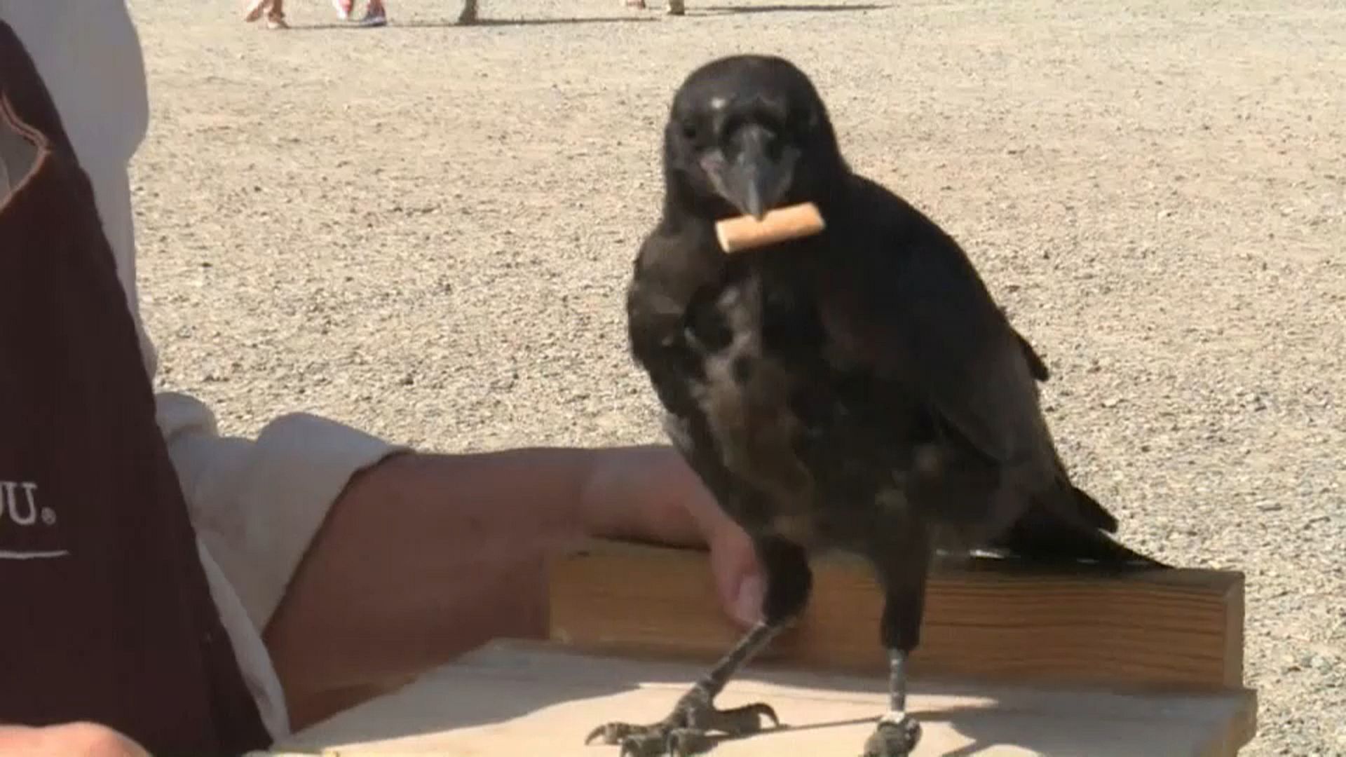 Video. Watch: Crows trained to collect cigarette butts in French theme ...