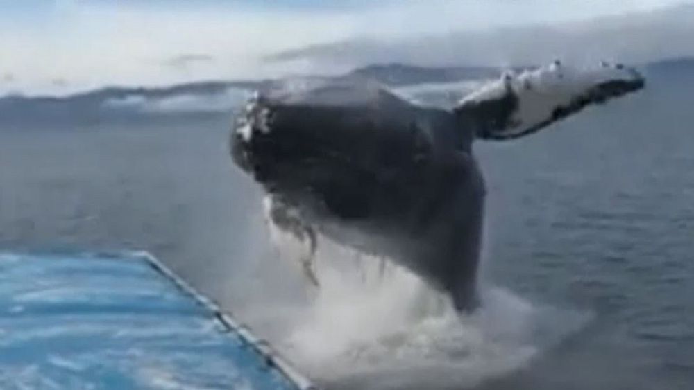 Watch: Whale stuns onlookers as it leaps next to boat | Euronews