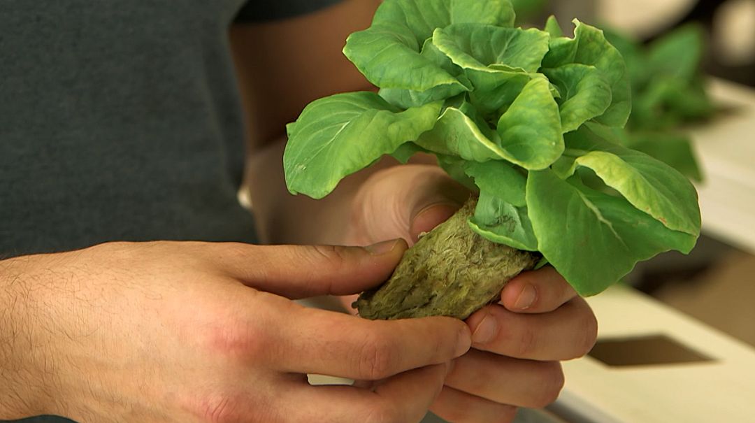 How do you grow vegetables in the desert? | Euronews