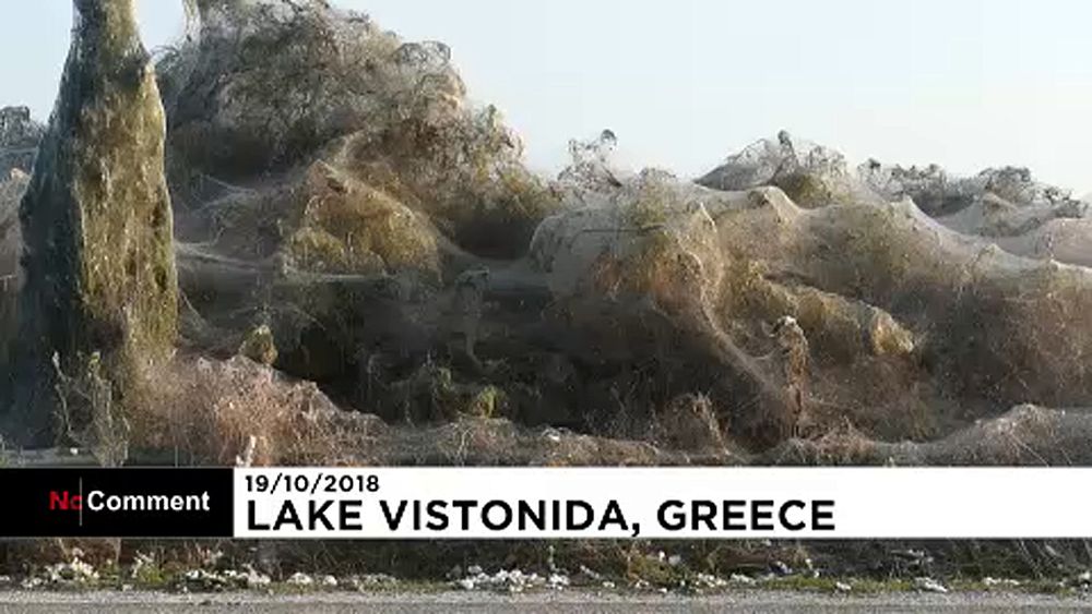 VIDEO : Watch: Giant spider web envelops coastline of Greek lake | Euronews