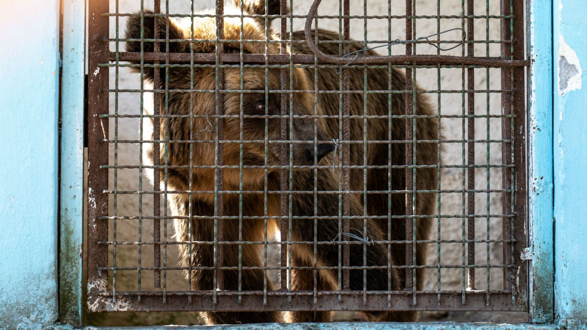 The desperate and neglected animals at Europe’s ‘worst zoo’ | Euronews