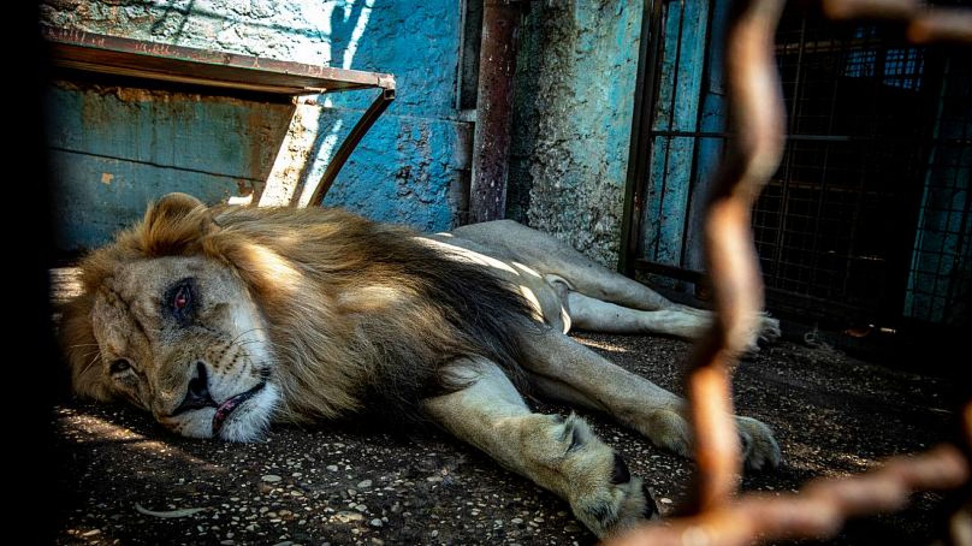 Animales desesperados y abandonados en el "peor zoo" de Europa | Euronews