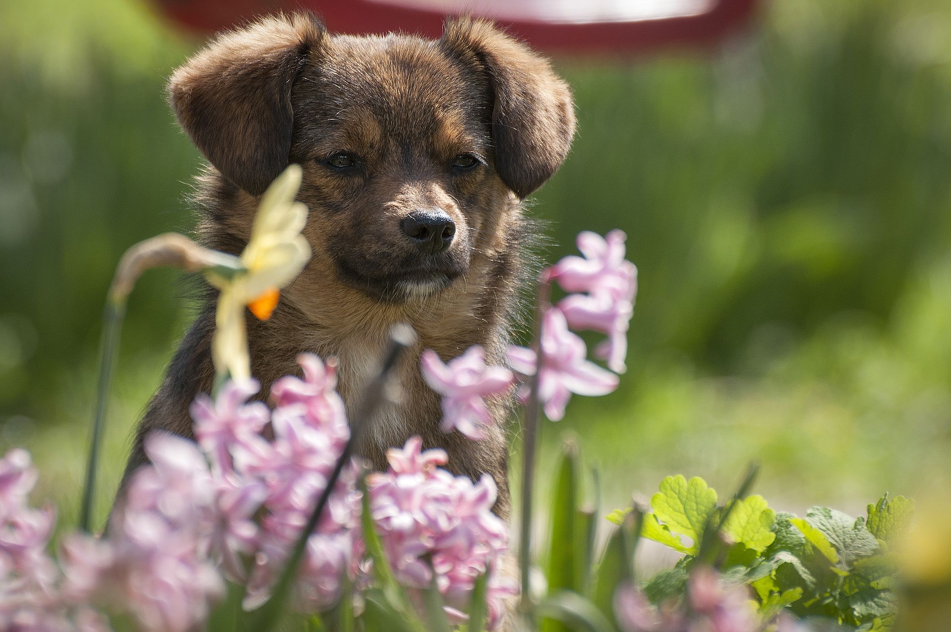 Photographer Daniel Grecu's lens for mother nature | Euronews