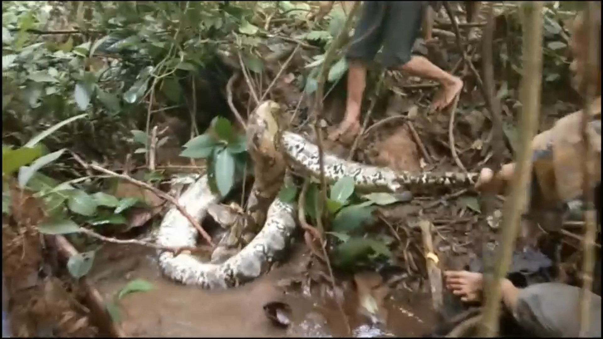 Video. Great snakes! Indonesians wrestle with giant python | Euronews