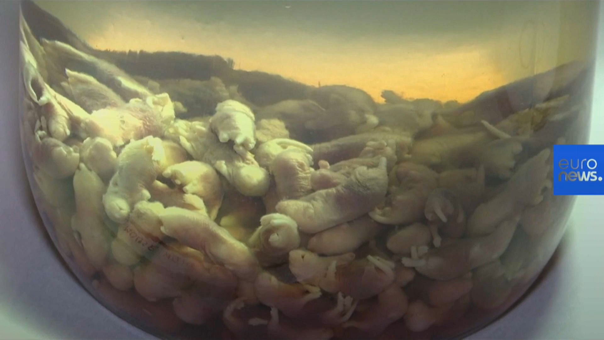 Bienvenidos al delicioso museo de la comida asquerosa | Euronews