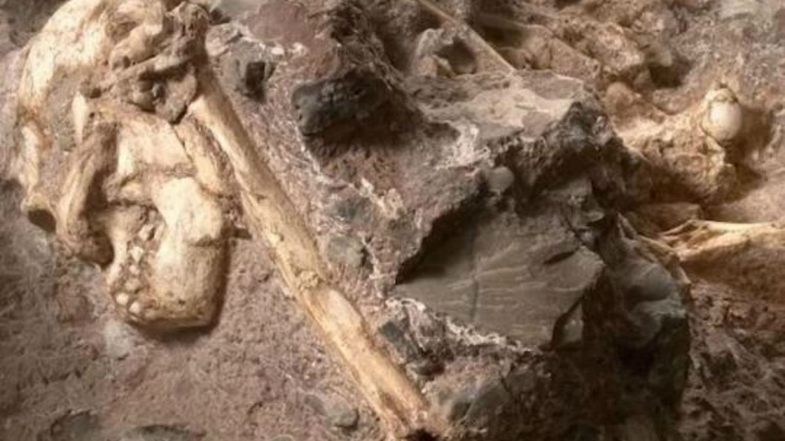 Yarı maymun yarı insan beyinli fosil: Evrimin eksik halkalarından biri ...