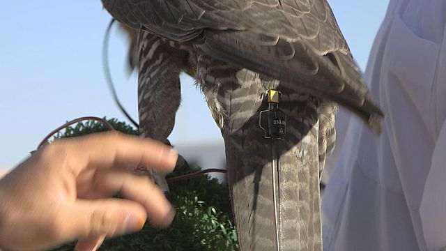 Endangered falcons race to make a comeback in the Gulf | Euronews