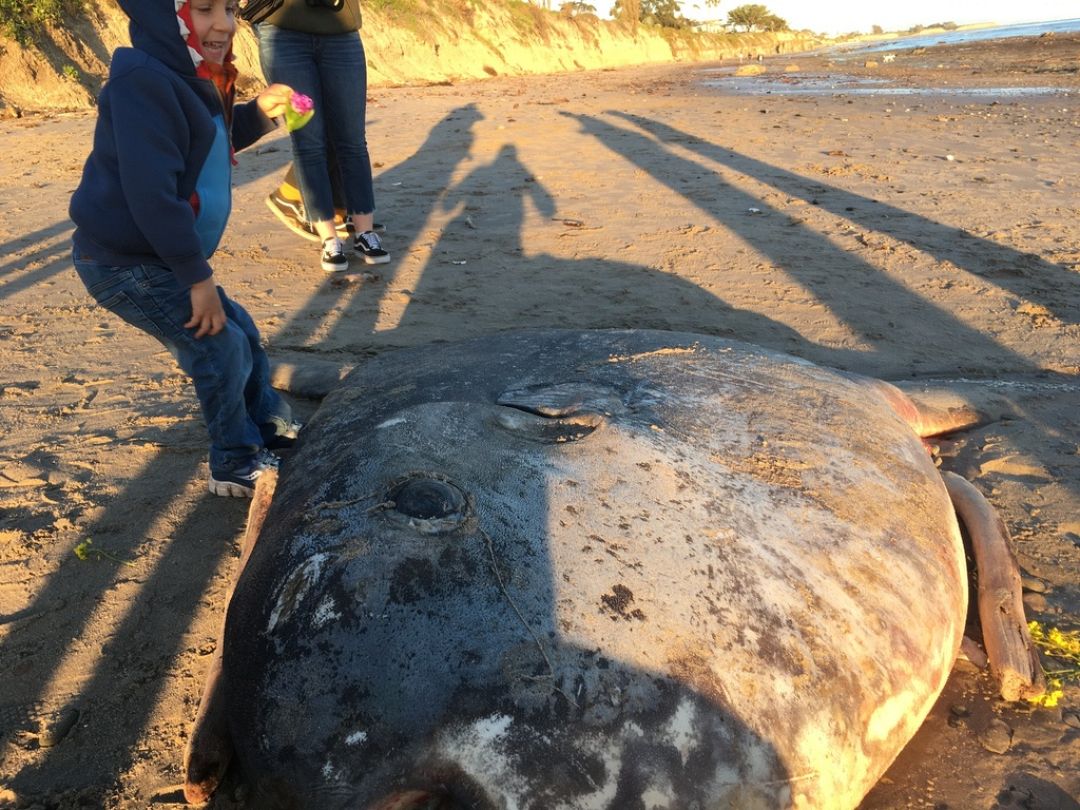 Enormous alien-like hoodwinker sunfish known as Mola teca washes up on ...