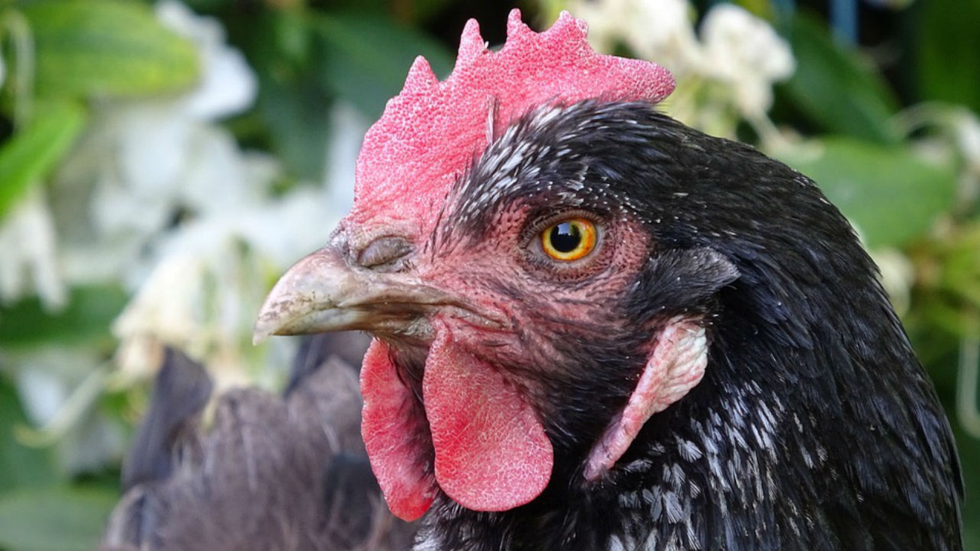 Predator becomes the prey: on-the-hunt fox ‘pecked to death’ by ...