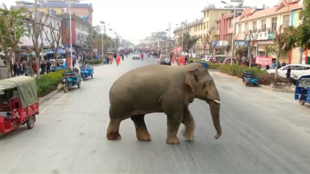 VIDEO : Wild elephant makes trouble on downtown street in southwest ...