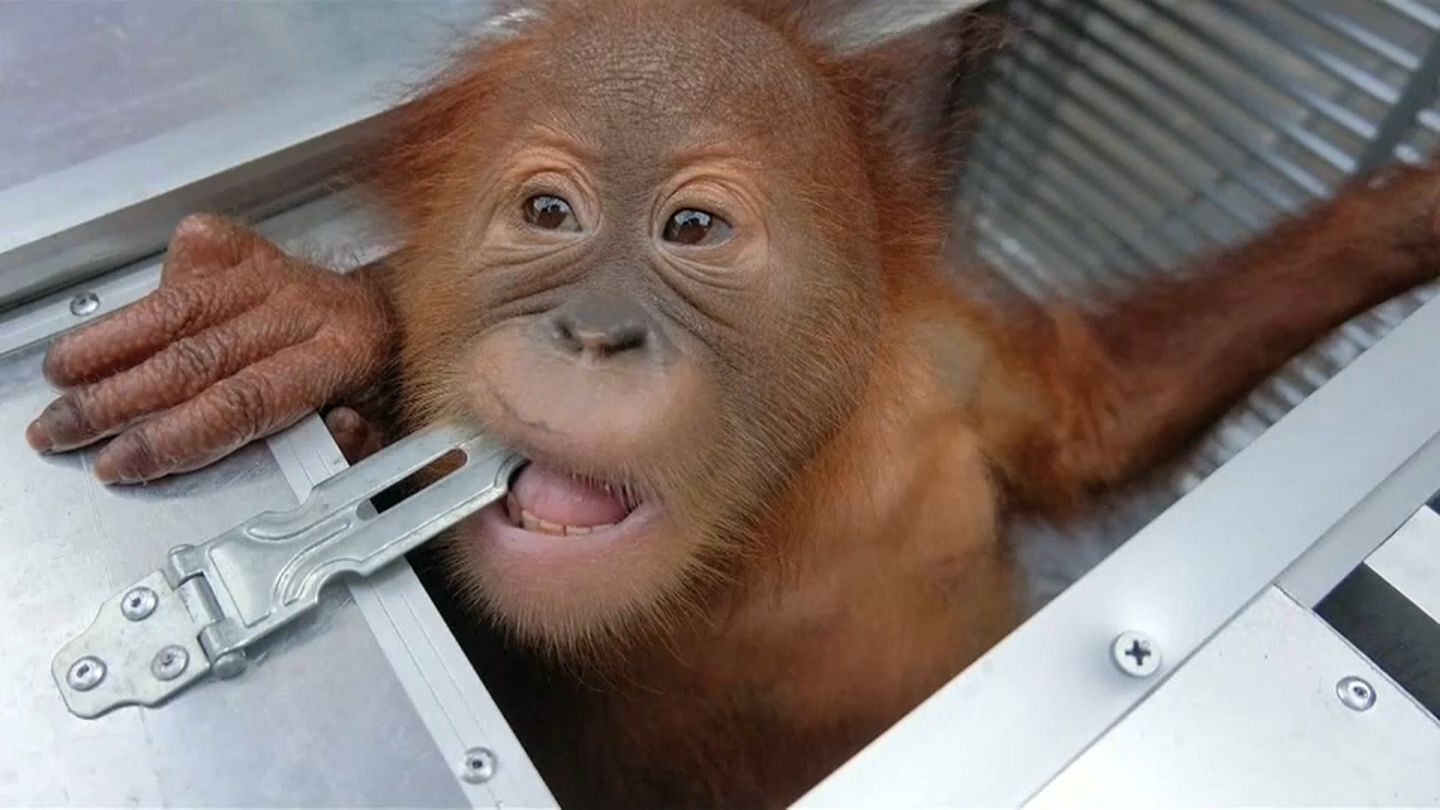 Crying Orangutan