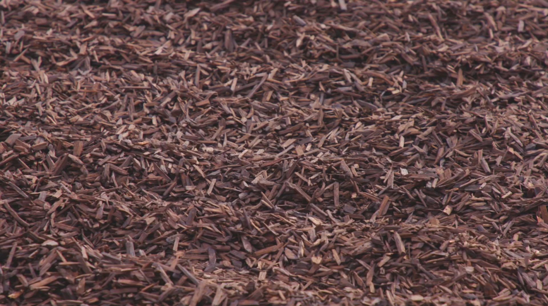 The business of Oud, one of the world’s most expensive scents | Euronews