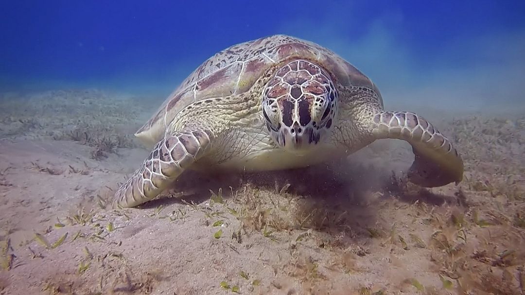 UAE ecotourists help save Hawksbill turtles | Euronews