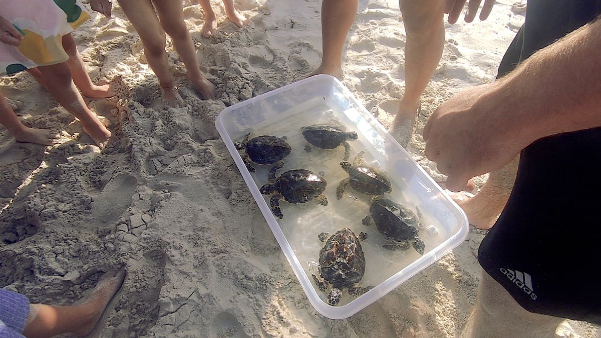 UAE ecotourists help save Hawksbill turtles | Euronews