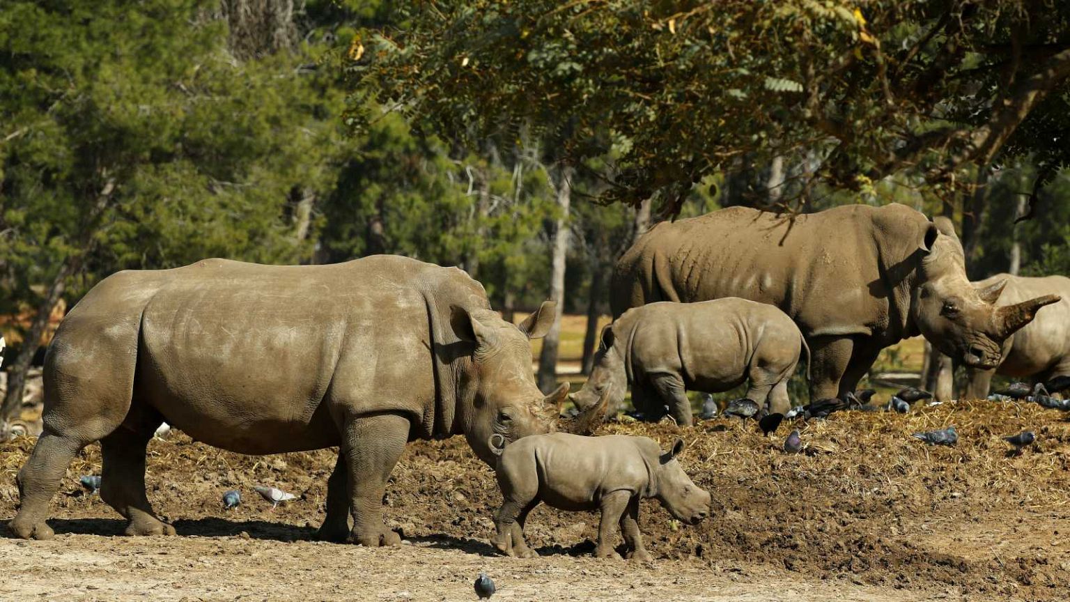 6ème "extinction de masse" sur Terre ? 1 million d'espèces seraient ...
