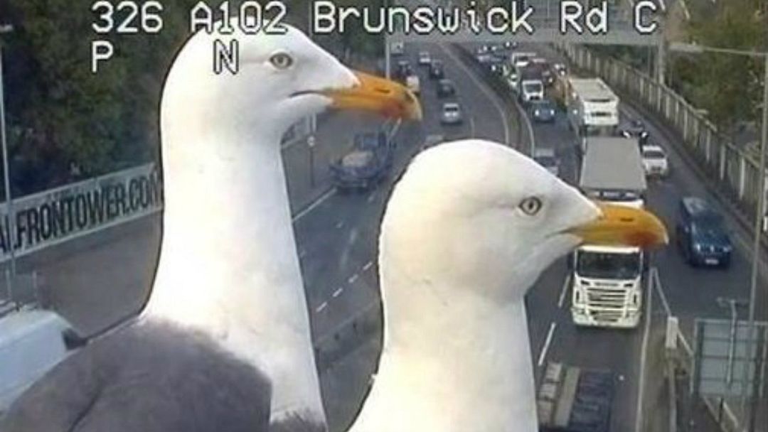 A view of a bird's eye: seagulls photobomb traffic cameras | Euronews