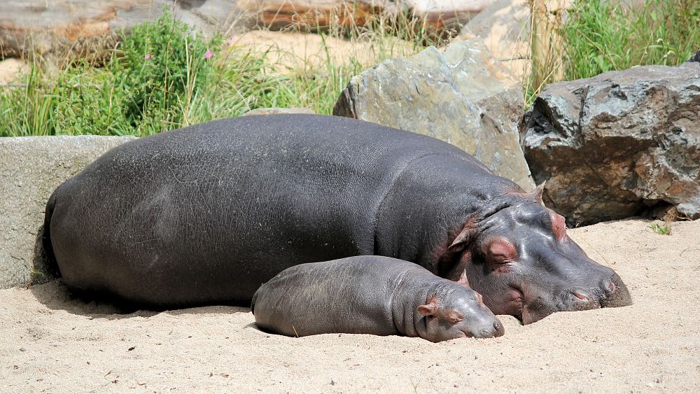 Hippos play a key role in maintaining ecosystems... with their poop ...