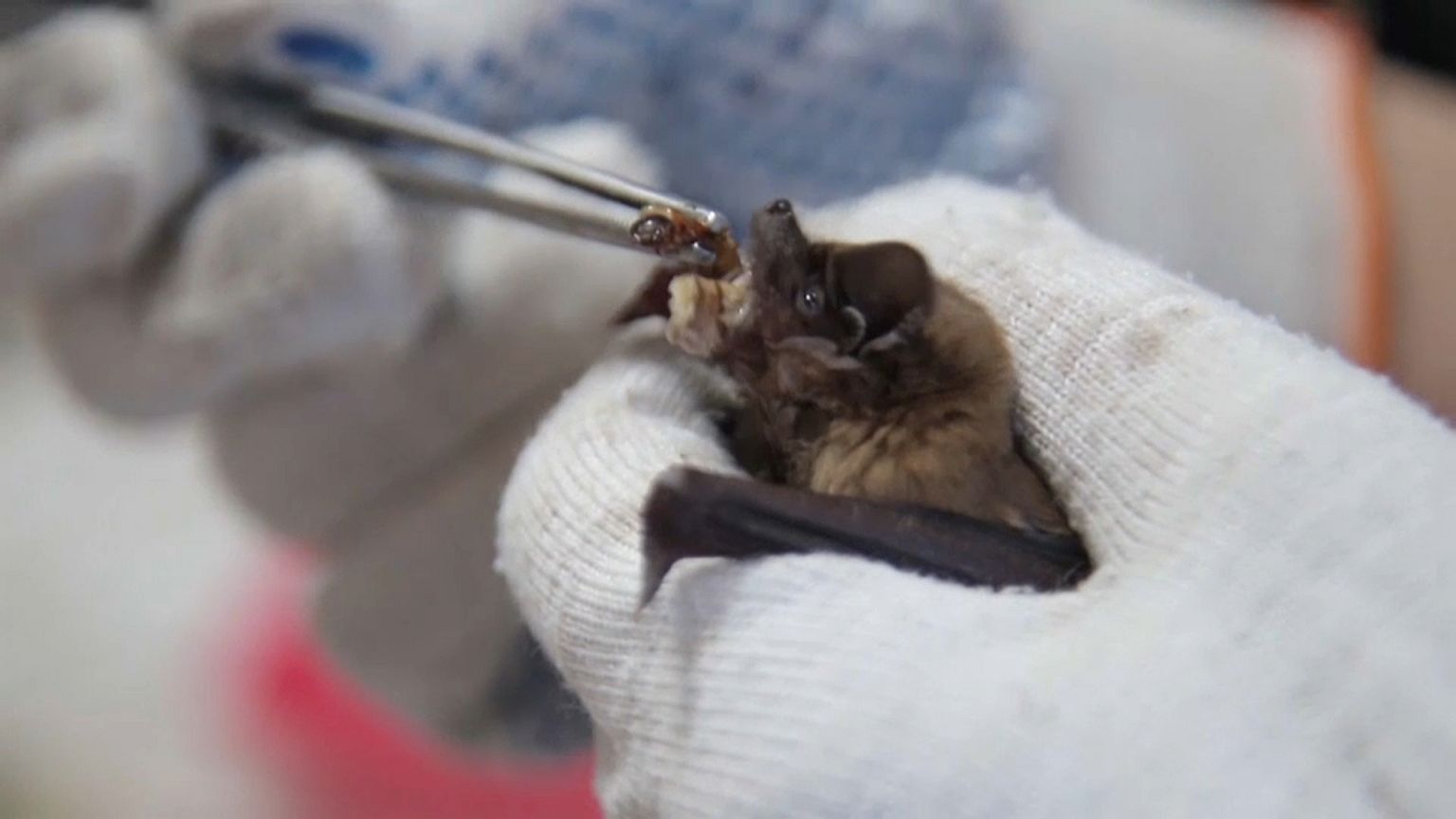 Watch: Homeless bats nursed back to health by volunteers | Euronews