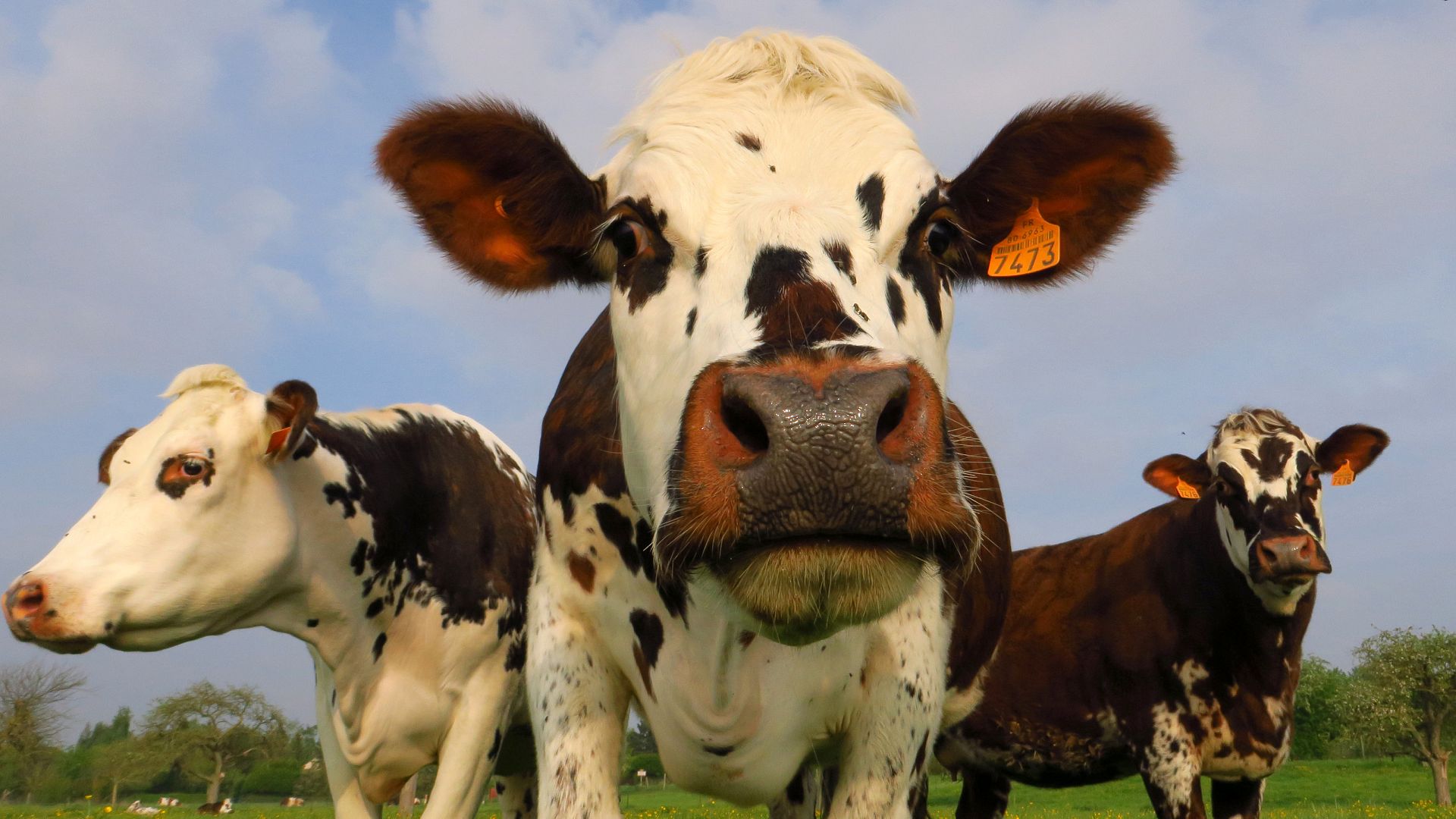 Is it cow burps rather than farts that are warming our planet? | NBC ...