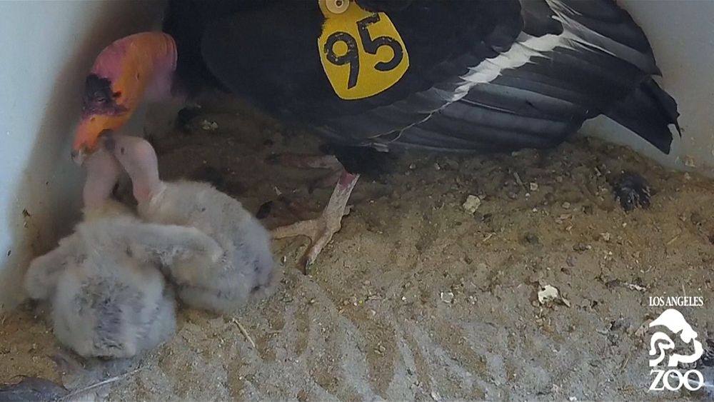 VIDEO : California condor chick numbers on rise thanks to innovative ...