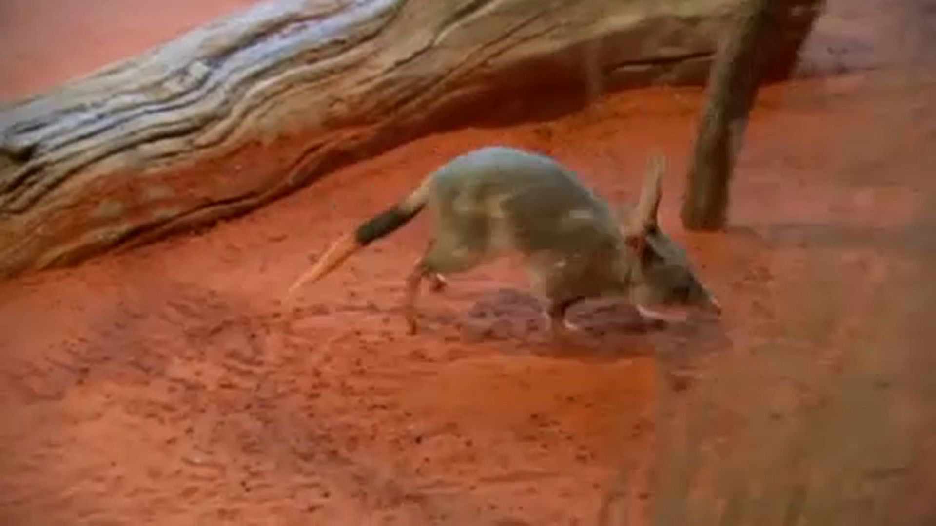 Video. Bringing back the bilby - a century extinct in New South Wales ...