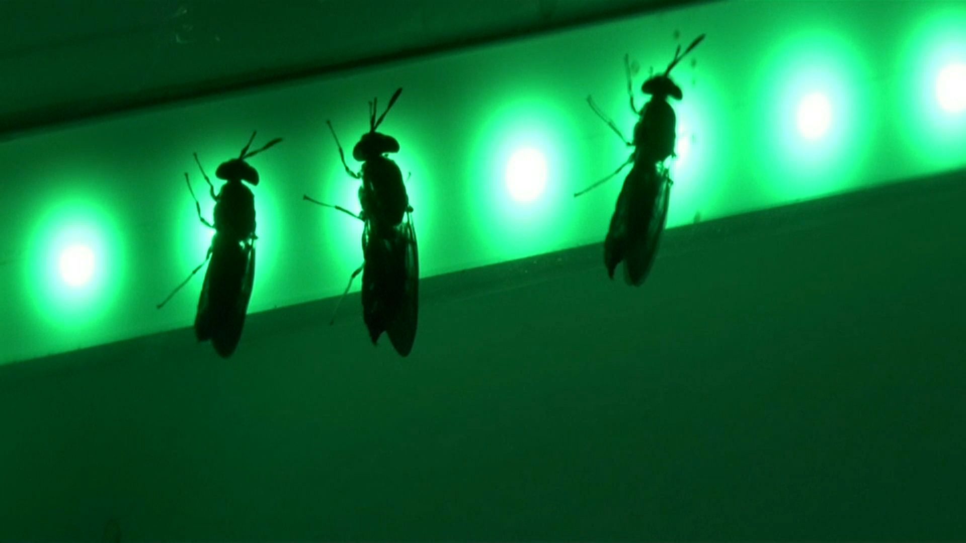 Watch: Dutch company generates buzz with massive new insect farm | Euronews