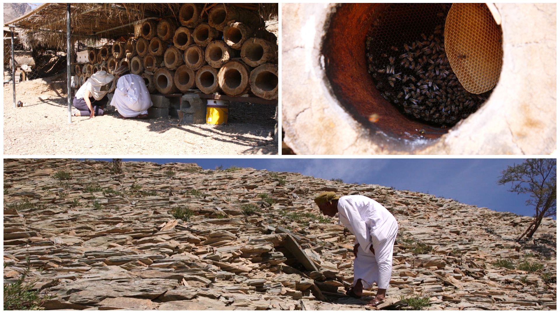Why is honey in Oman creating a business buzz? | Euronews