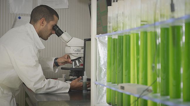 How microalgae can treat wastewater and turn it into a valuable ...