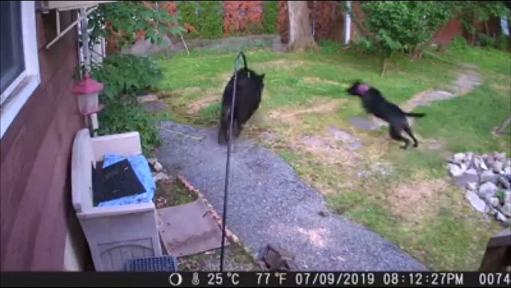 VIDEO : Security camera captures dog chasing bear from garden | Euronews