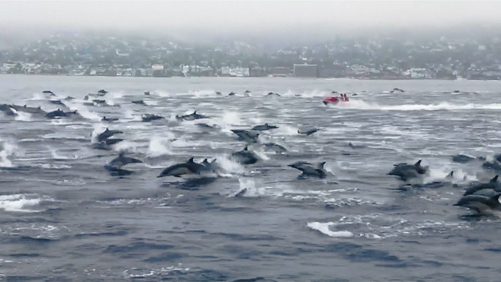 VIDEO : Large pod of over 100 dolphins surrounds boat in California ...