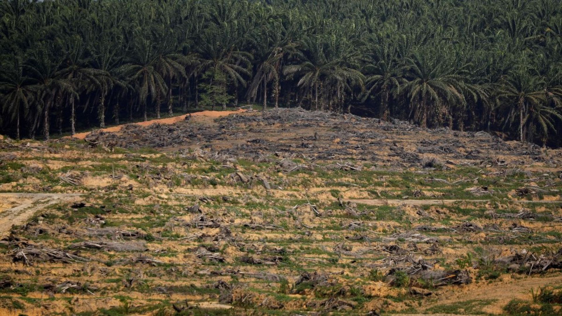 Malaysian supermarket fights back to ‘protect the reputation’ of palm ...
