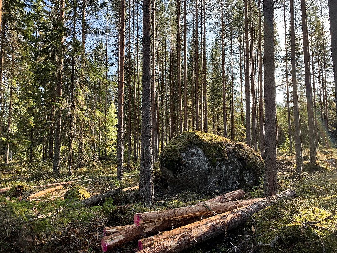 The group fighting deforestation by building from wood | Euronews