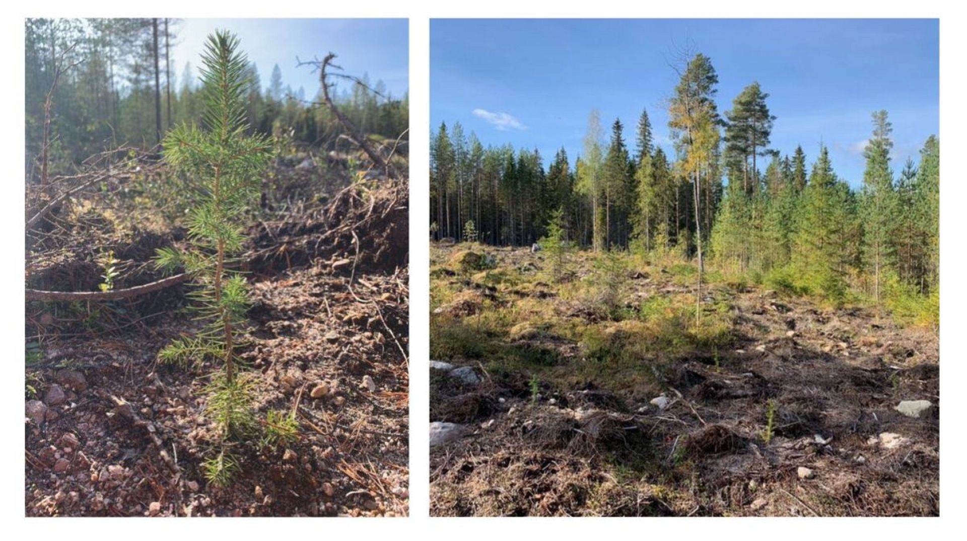 The group fighting deforestation by building from wood | Euronews
