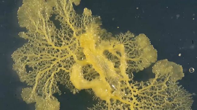 Watch: Mysterious 'blob' goes on show at Paris zoo | Euronews