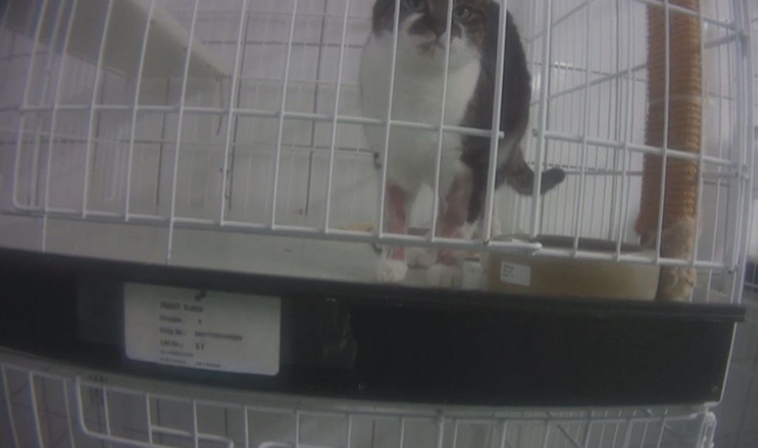 Distressing footage: Animal cruelty activist films undercover at German ...