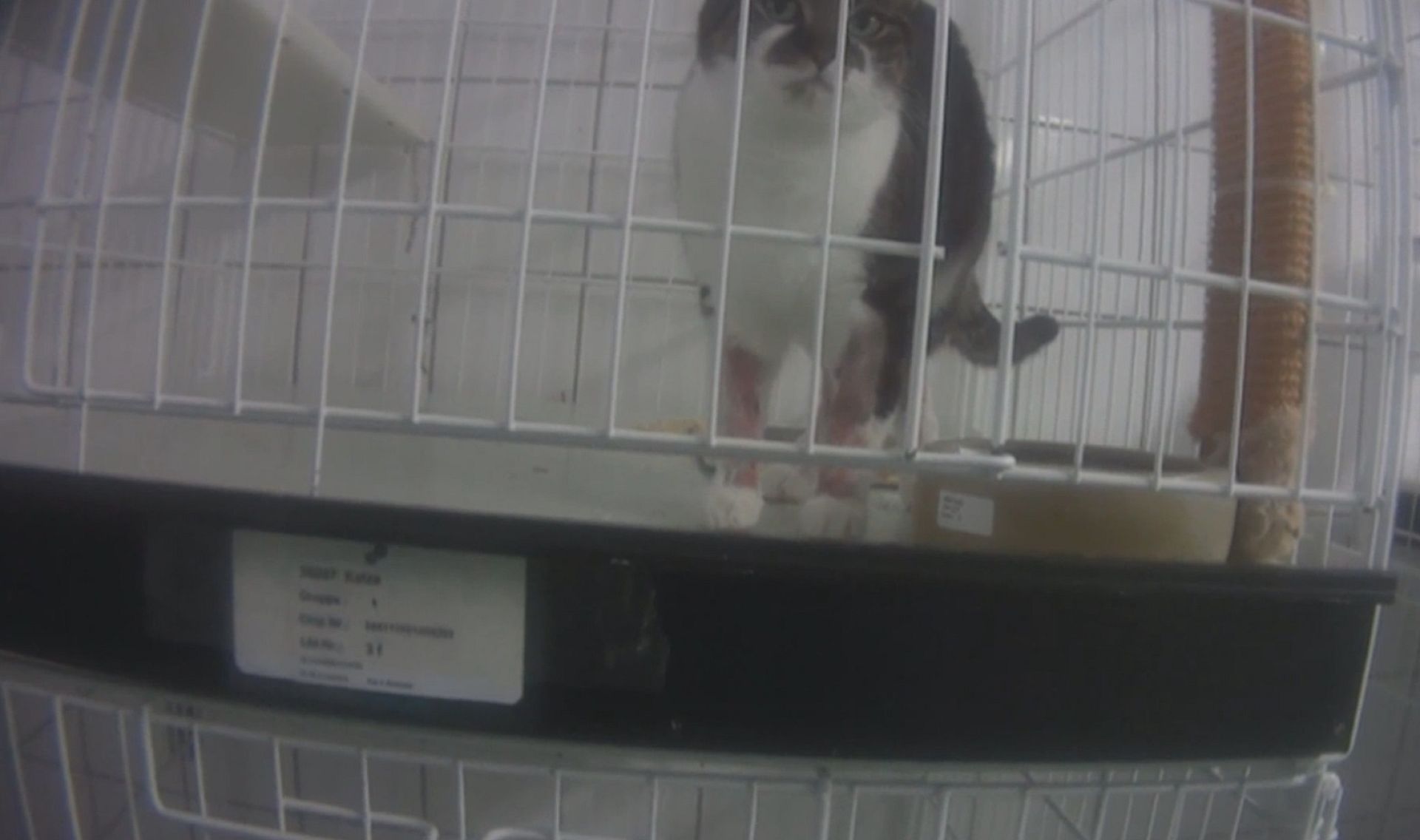 Distressing footage: Animal cruelty activist films undercover at German ...