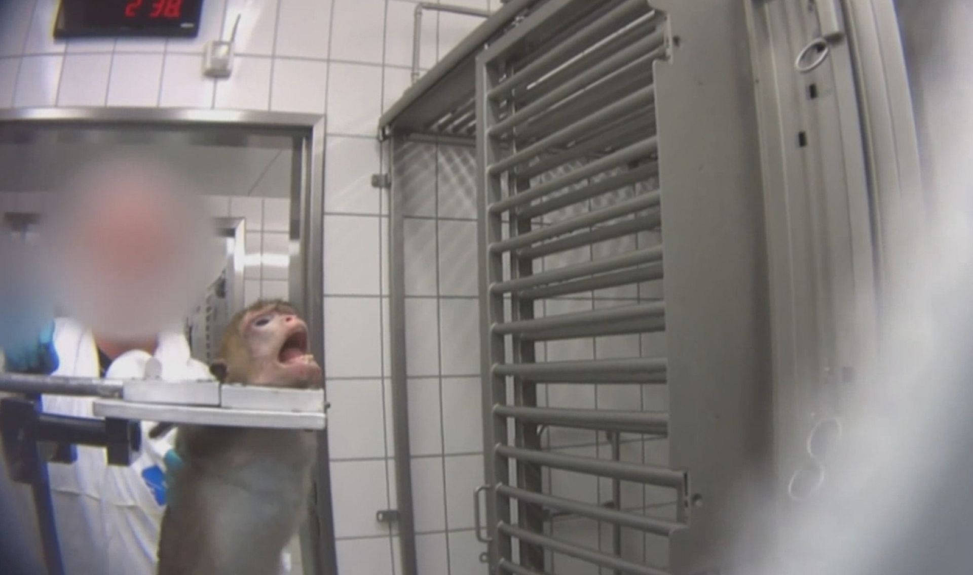 Distressing footage: Animal cruelty activist films undercover at German ...