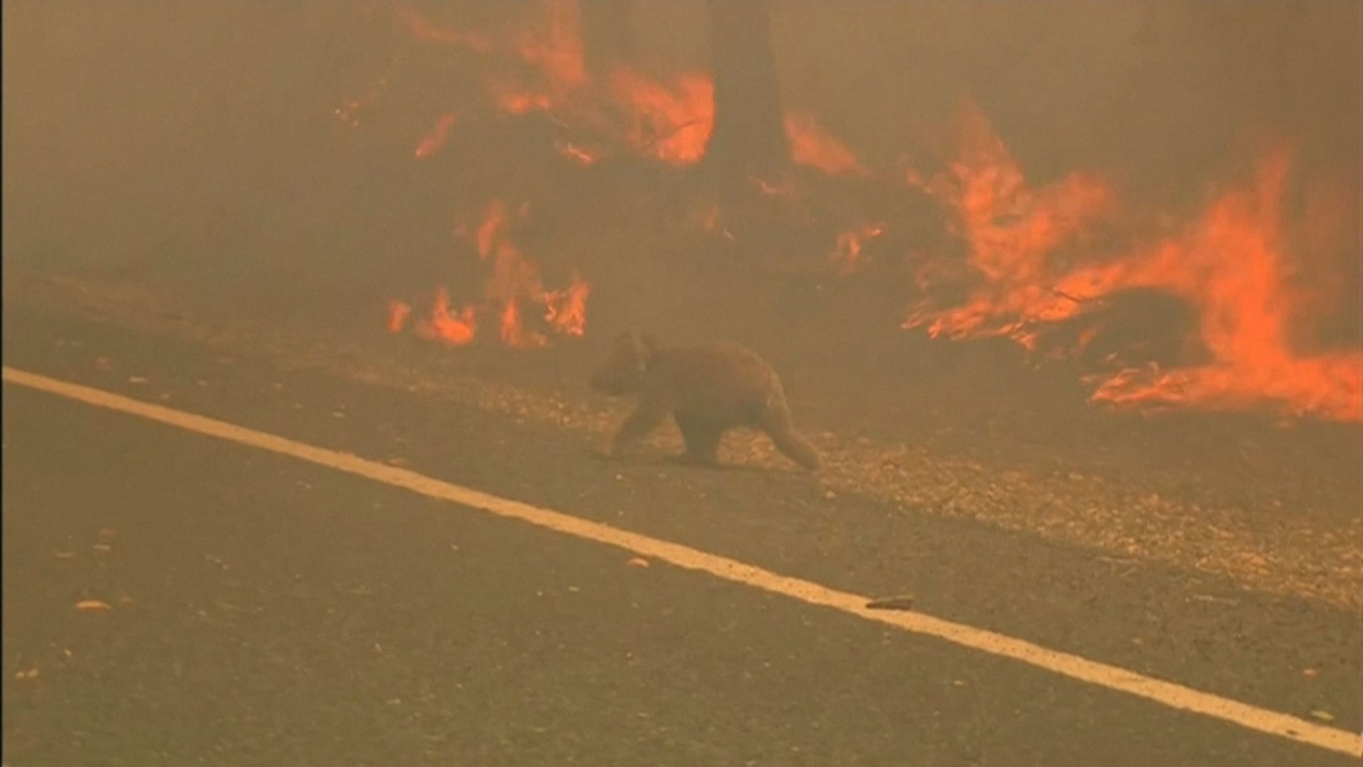 Video. Woman endangers herself to rescue scorched koala from Australian ...
