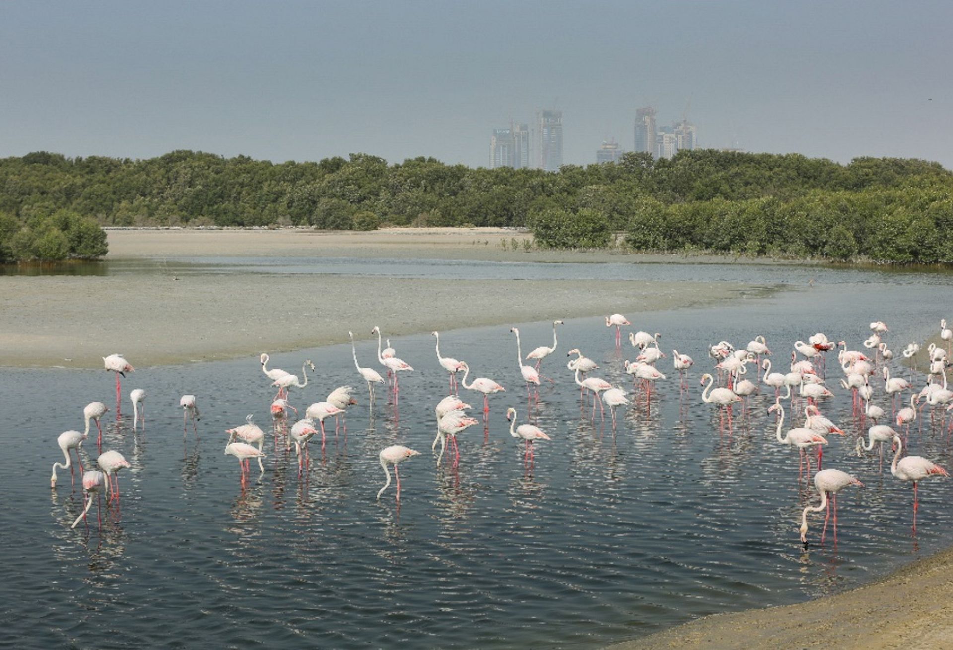 Dubai’s best wildlife experiences | Euronews