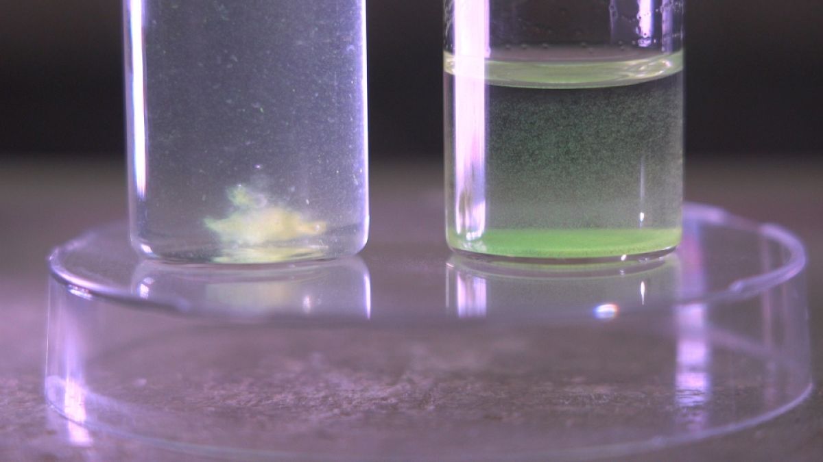 La méduse, une arme contre la pollution plastique des océans | Euronews