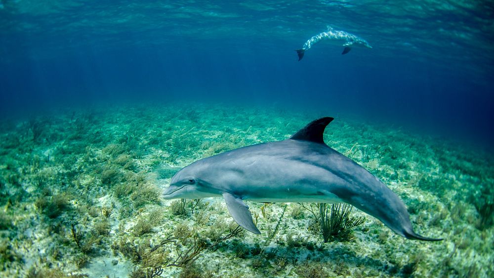 WATCH | Baby dolphin trapped in debris rescued from drowning | Euronews