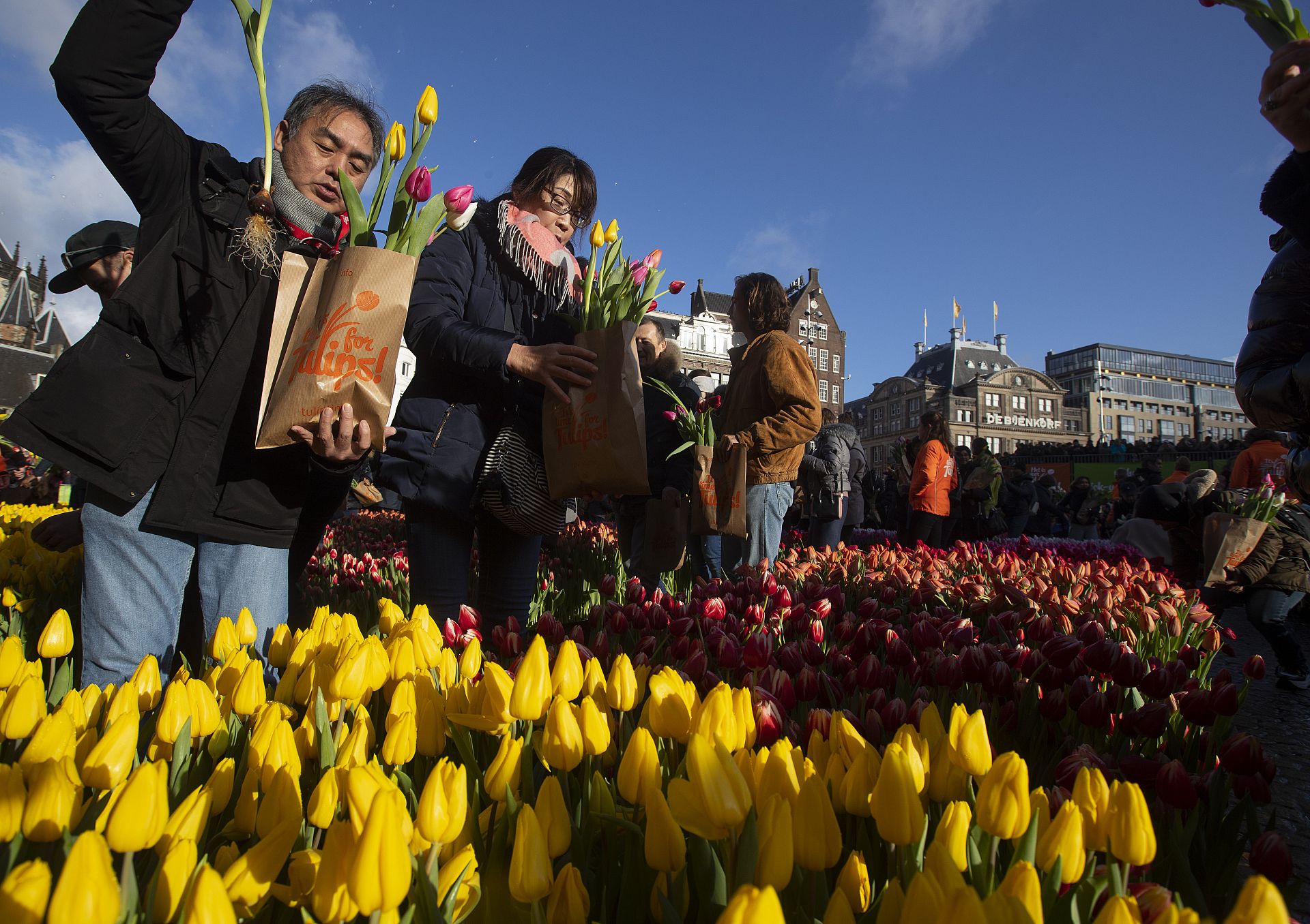 In pictures: Bright colours in Amsterdam in celebration of National ...