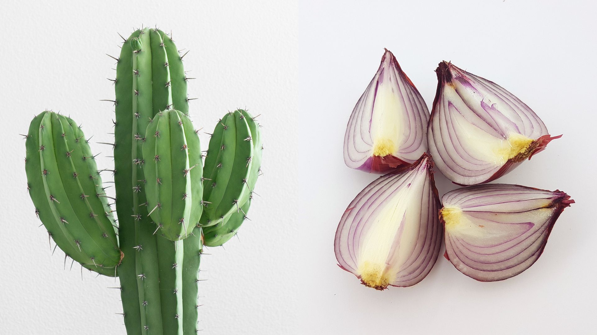 Sweat crystals, cactus leather and sugar cane will be the Future ...