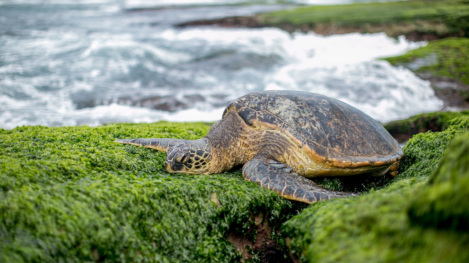 Blessed by Tibetan monks, this turtle had a very festive return to sea ...